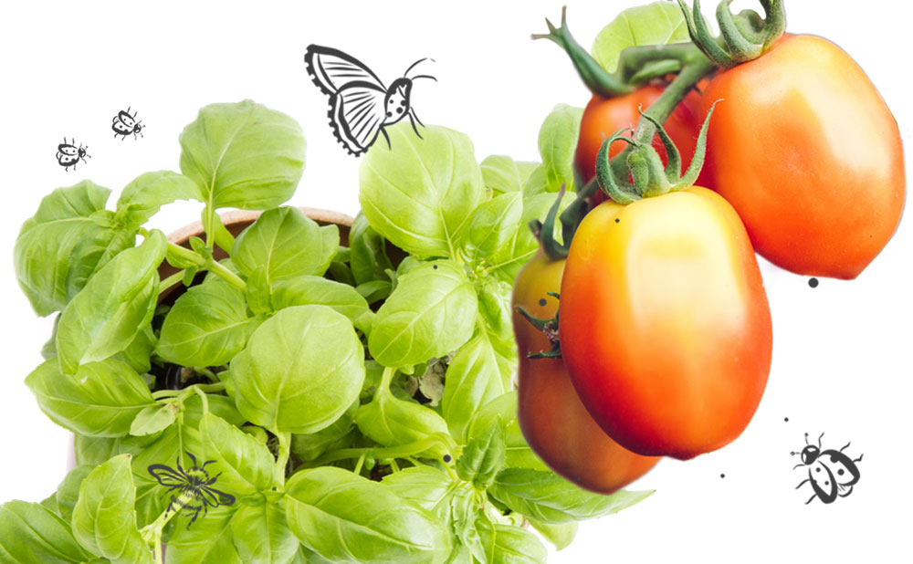 CompanionPlanting-feature | Mother Nature
