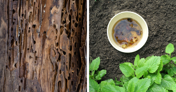 Mother Nature | Controlling Slugs & Wood Bugs in the Garden