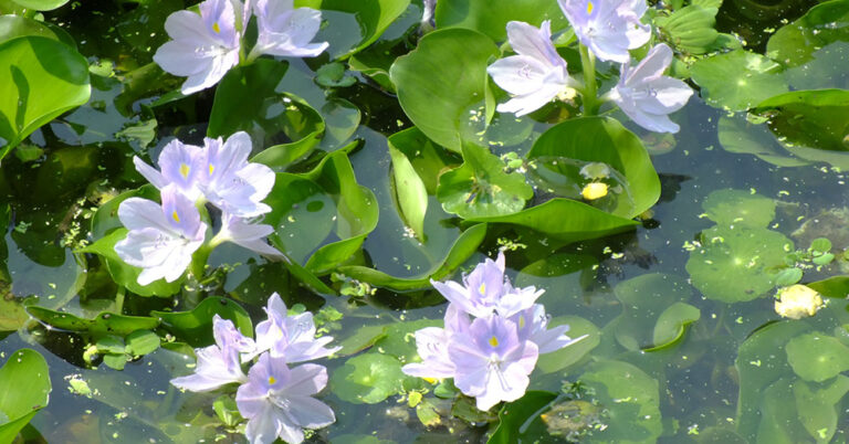 Mother Nature | Once a-Pond a Time: Create a Whimsical Water Feature