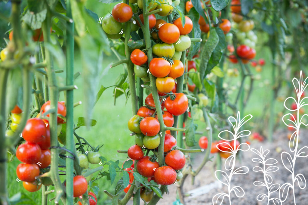 Mother Nature | tomato