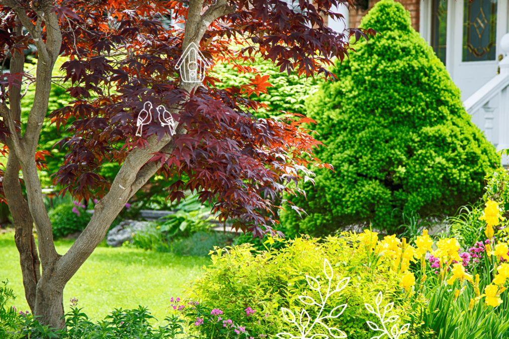 -japanese maple and evergreen trees – mother nature greenhouse | Mother ...