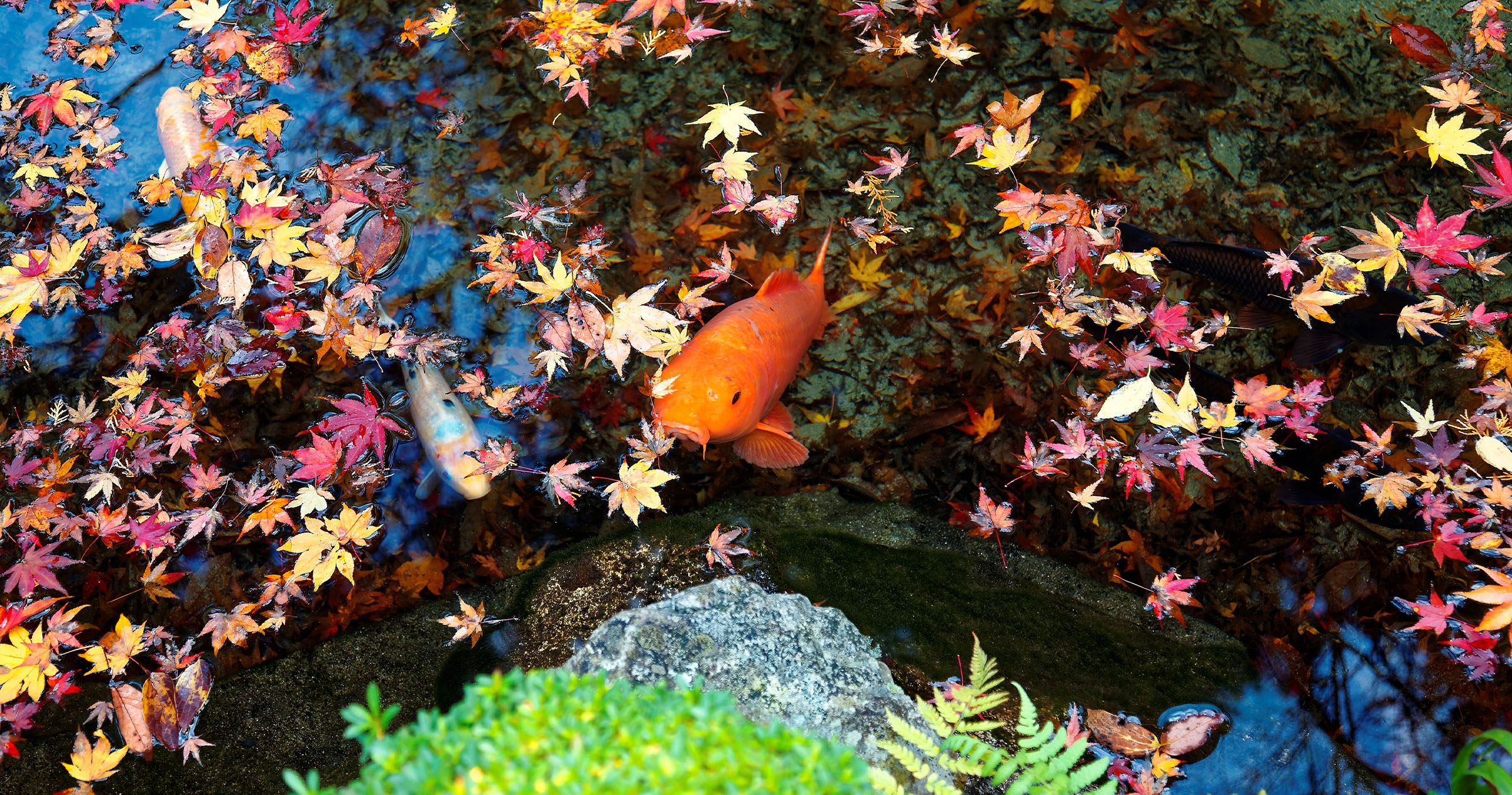 Mother Nature Garden Centre-Powell River-Overwintering Ponds and Pond ...