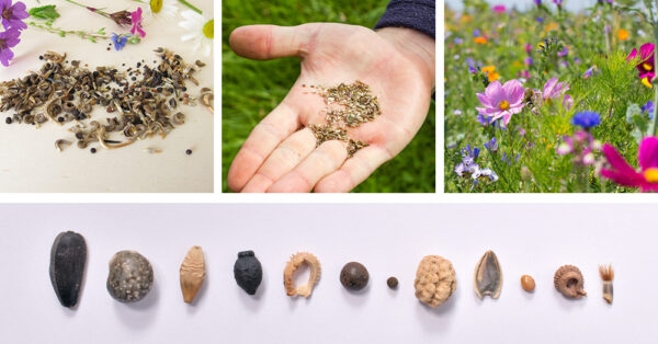 Planting Wildflowers for a Spring Sprout — Mother Nature