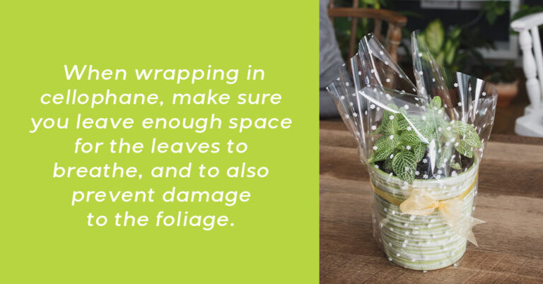 How to Wrap Houseplants For a Christmas Gift — Mother Nature