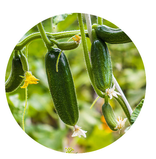Mother Nature Garden Centre-Powell River-Our Zodiac Sign Gardening ...