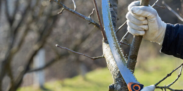 Early Spring Pruning Guide for BC — Mother Nature | Powell River