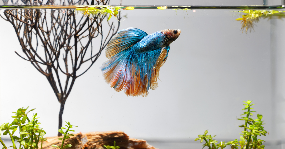 The Beautiful World of the Betta Fish | Pets