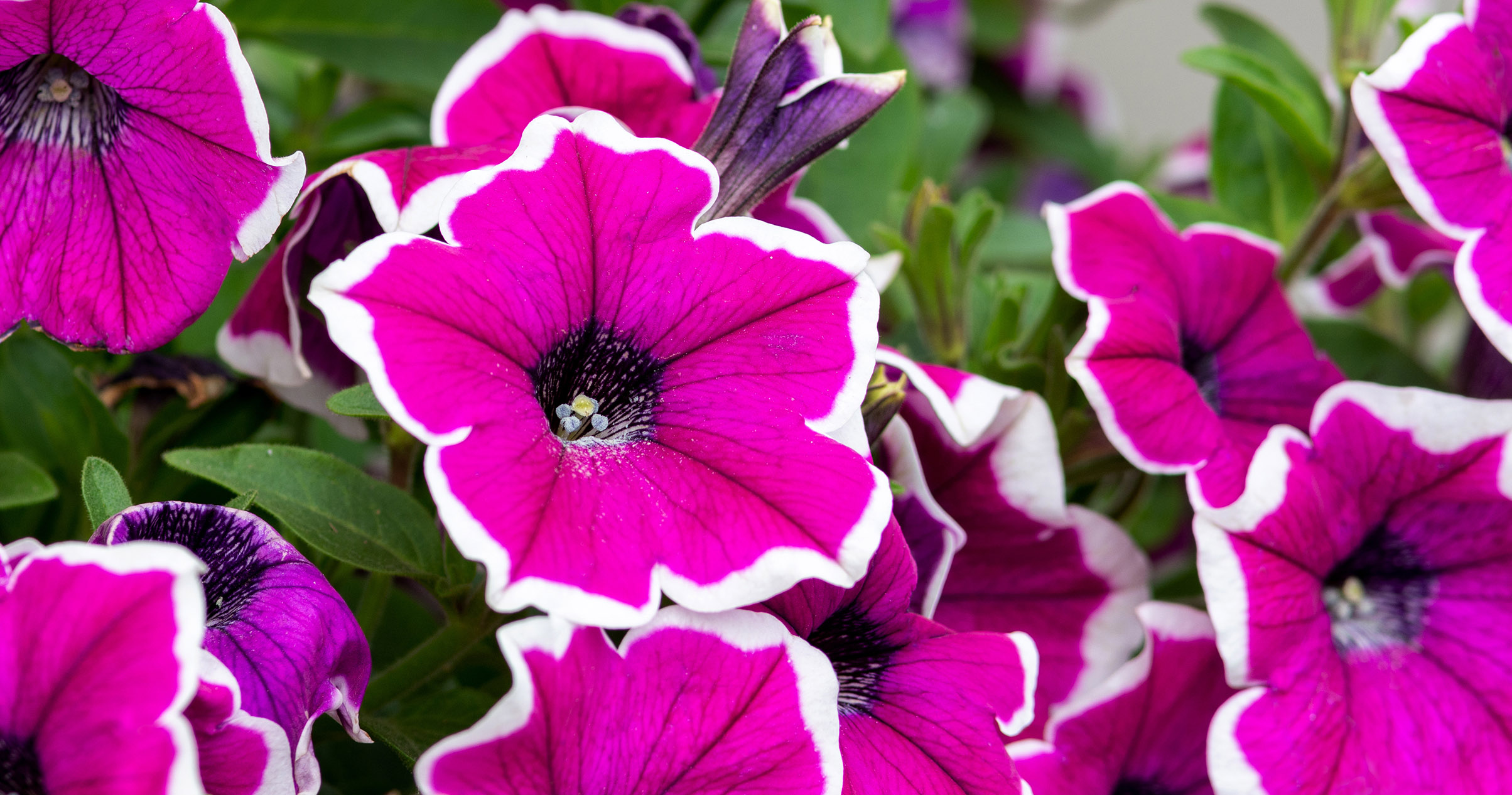 Annuals for a Fabulous Powell River Spring 2023 — Mother Nature