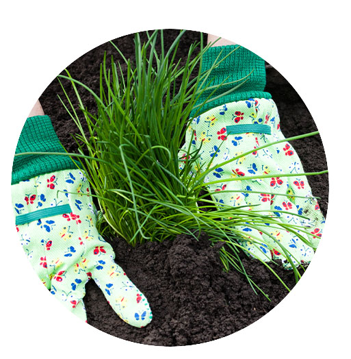 Planting Calendar for Powell River, BC — Mother Nature