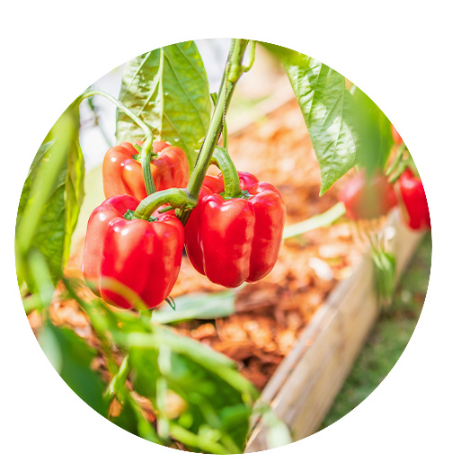 Planting Calendar for Powell River, BC — Mother Nature