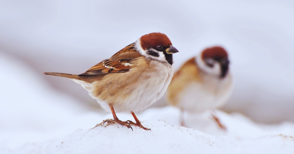 Our Feathered Friends in Winter