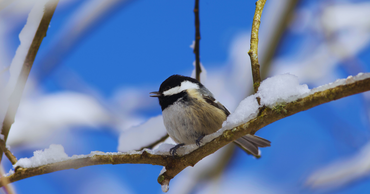 Our Feathered Friends in Winter