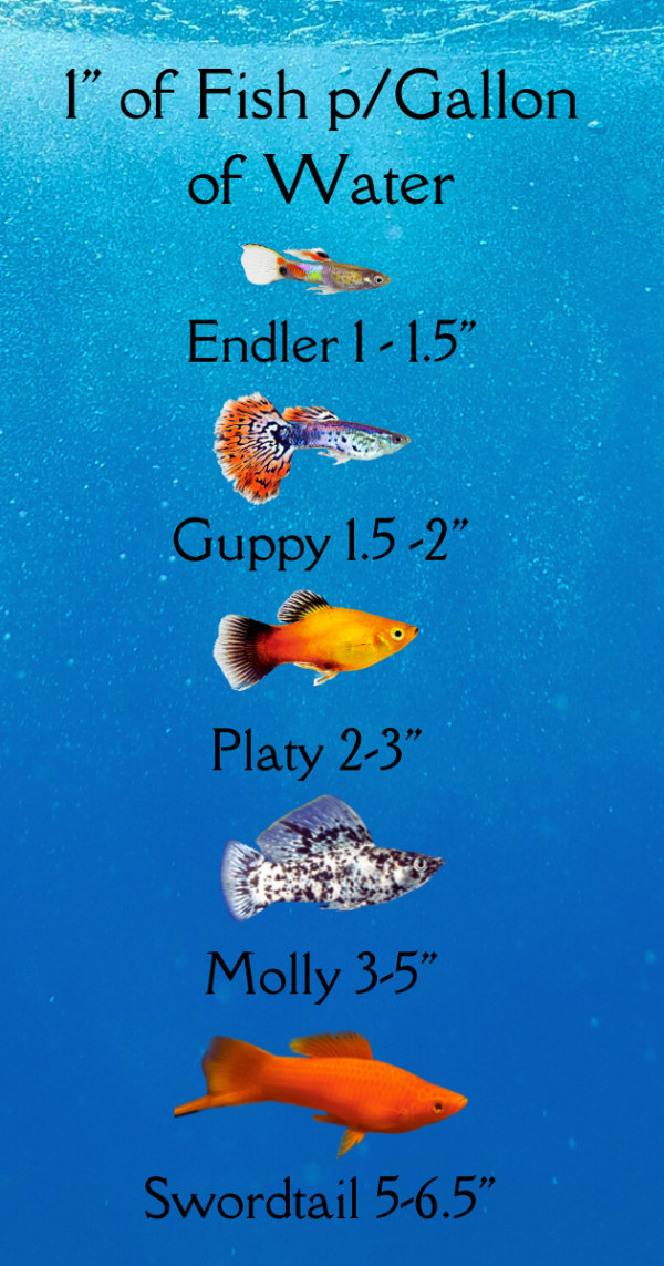 The Fascinating World of Livebearer Fish