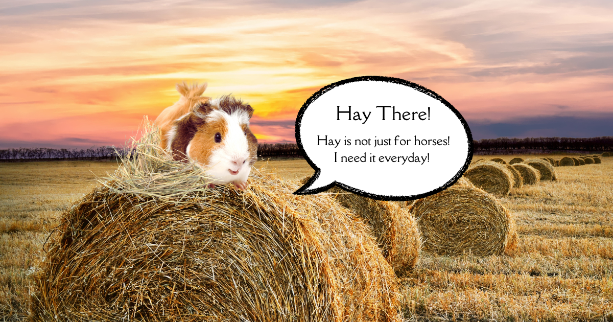 Mother Nature | Hooray for hay! Why this grass is so important for ...