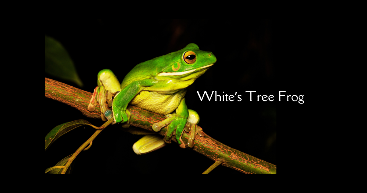 White’s Tree Frog