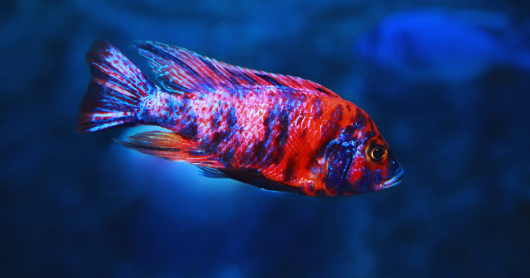 African Cichlids of the Great Rift Valley