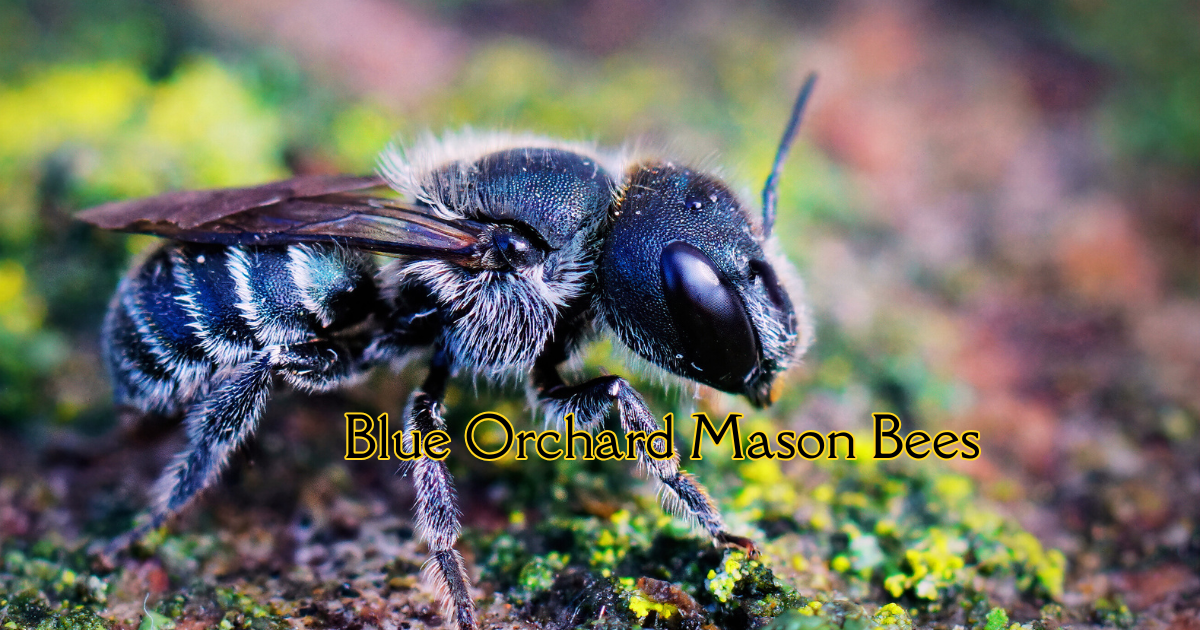 Buzzing with Success: Blue Orchard Mason Bee Love!