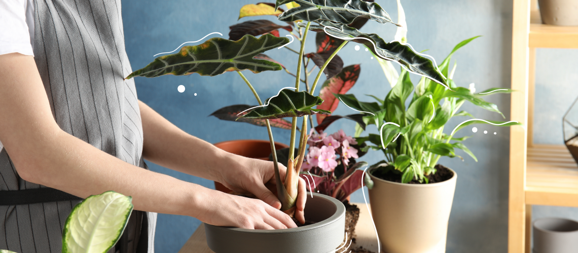 Mother Nature | Top 5 Trending Houseplants for 2019